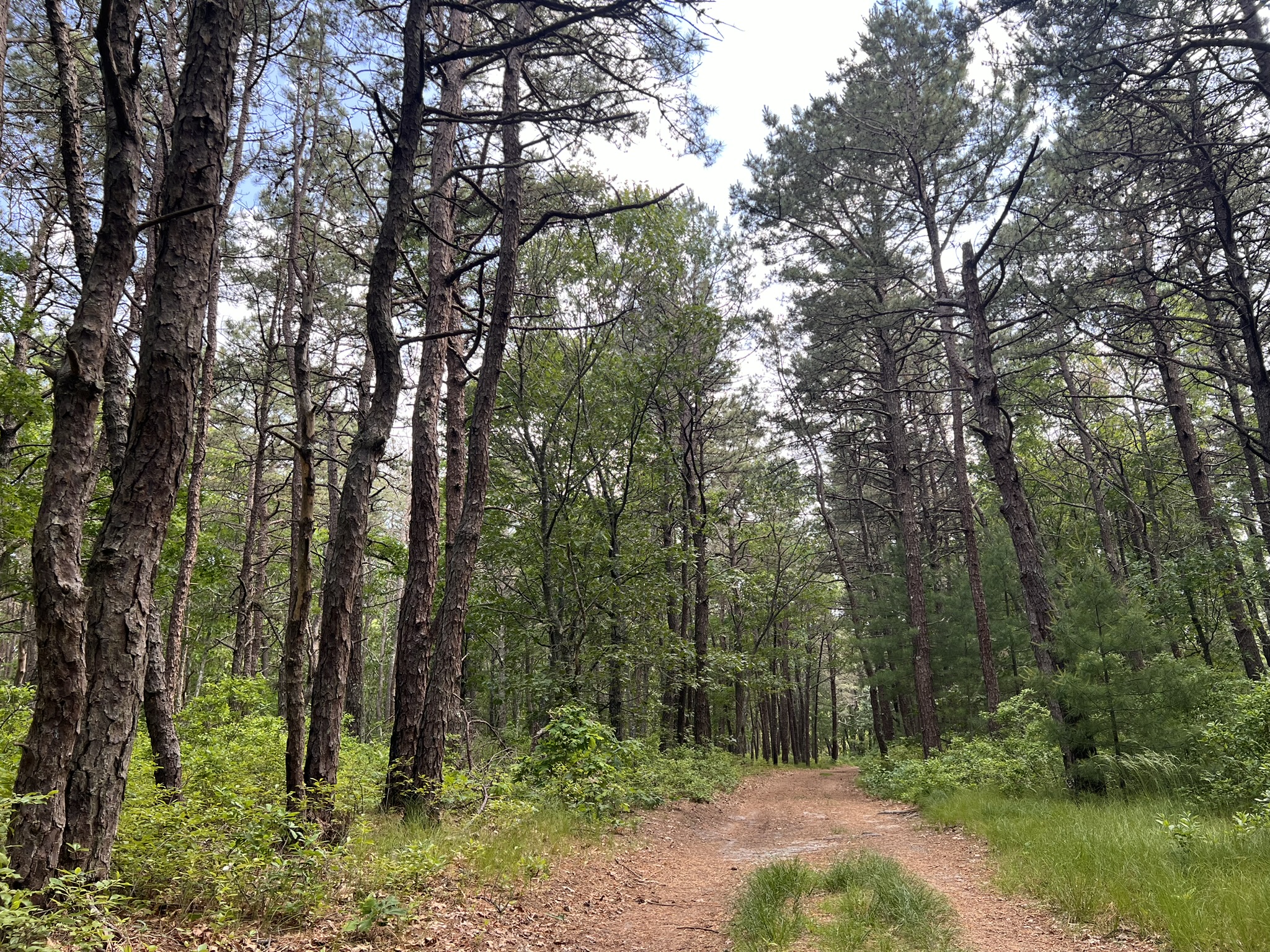 Cape Cod Parks and Trails | Erin Copeland - Realtor